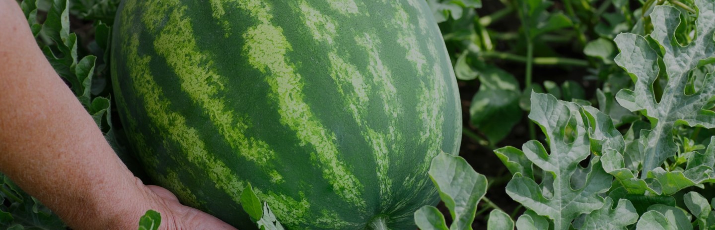 Let's Talk - Call us Today at Melon 1 for assistance– Melon1